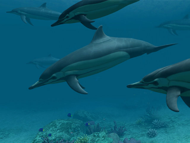 Fish 3D Screensavers - Dolphins
